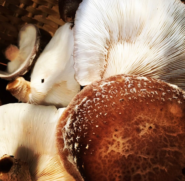 Workshops - Mushroom Logs 101 | Blue Oak